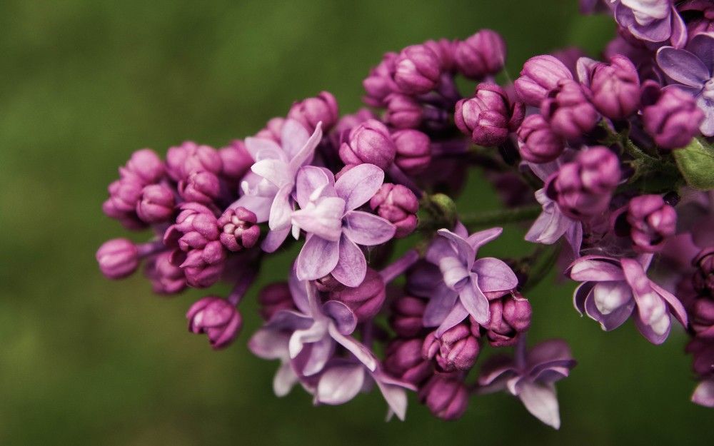 6 Ways To Prevent Lilac Bacterial Blight