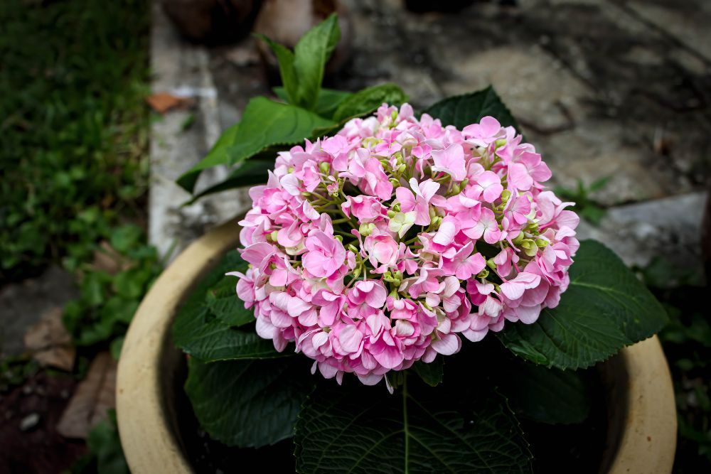 How to Grow Hydrangeas in Pots