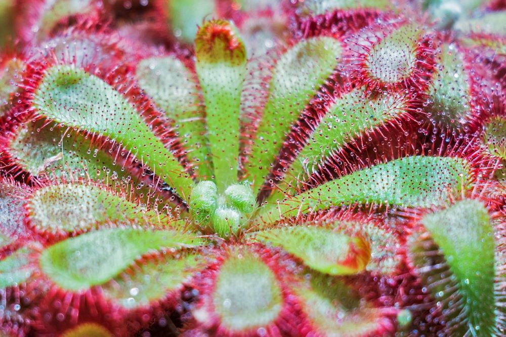 9 Plants That Move