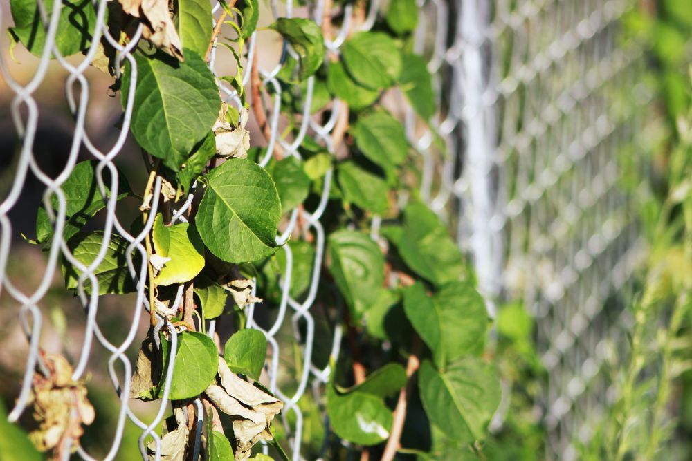 6 Ways to Add Privacy to Your Chain Link Fence