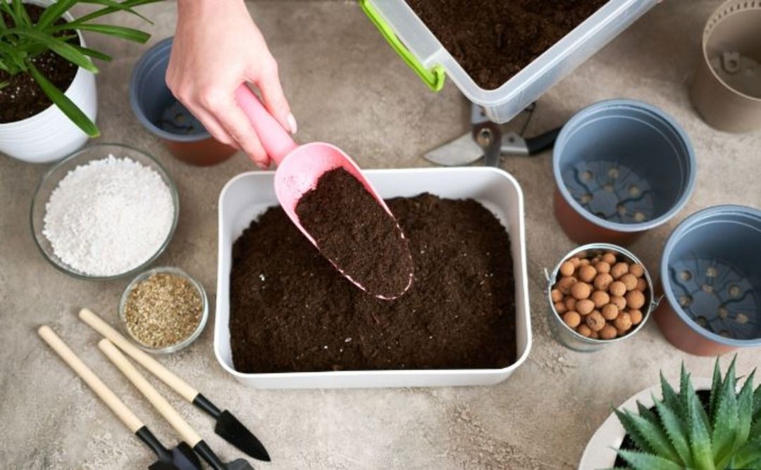 8 Tips For Fertilizing Your Indoor Calla Lily