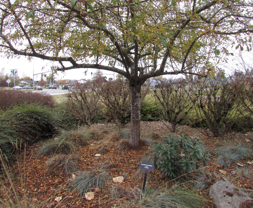 6 Stunning Crabapple Trees for Your Landscape