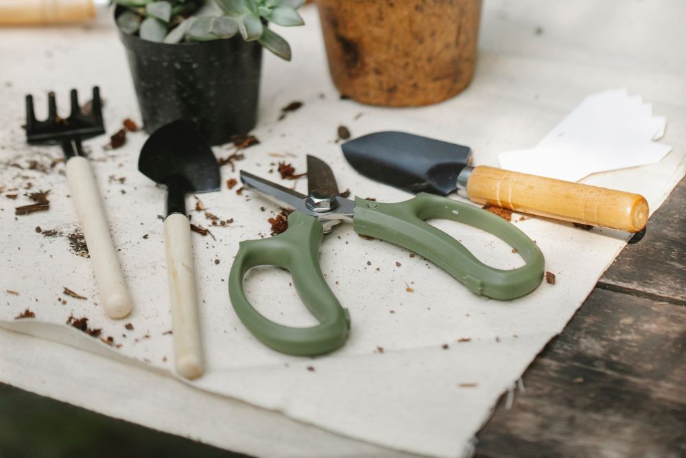 How to Properly Prune Your Potted Fig Tree