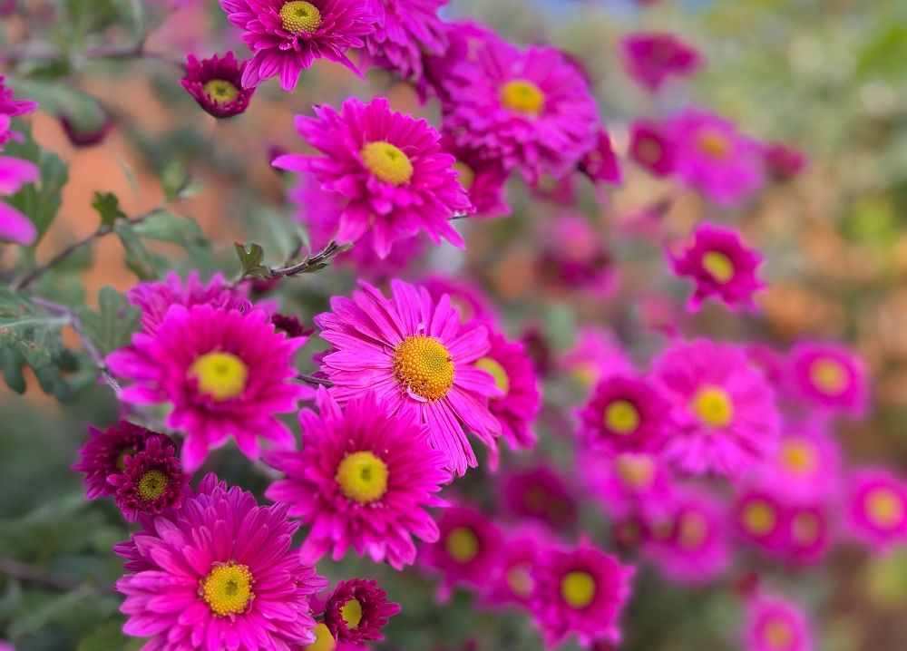 How To Keep Your Mums Blooming All Season Long