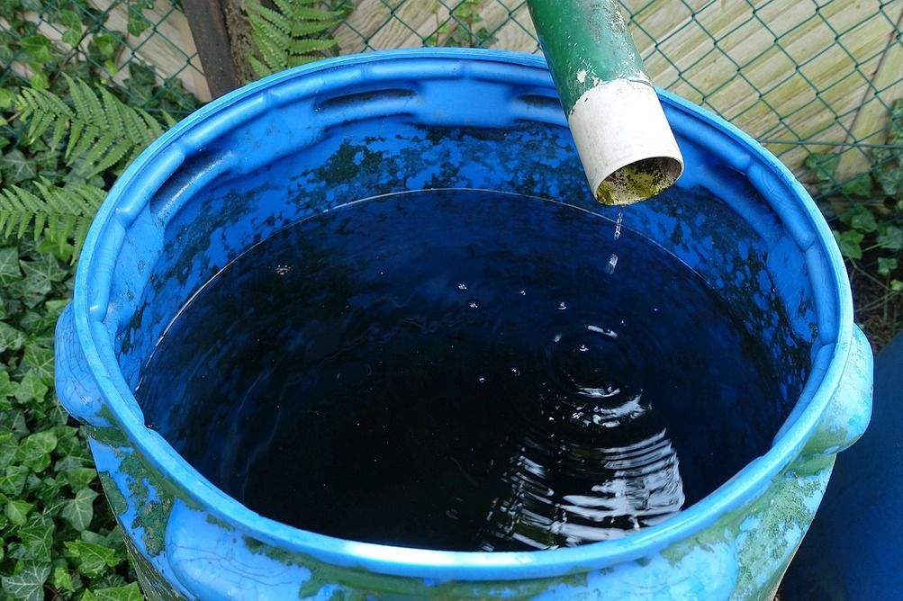 Is Rain Barrel Water Safe to Use on Your Vegetable Garden
