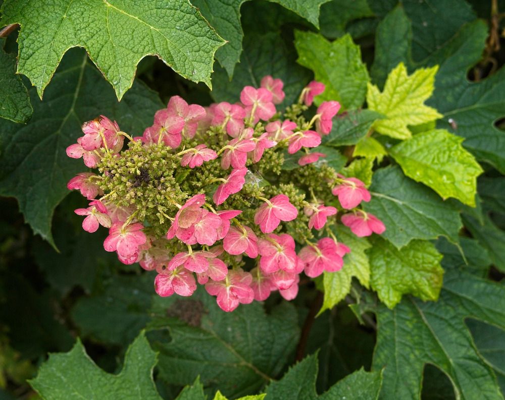 6 Hydrangea Varieties To Grow in Pots