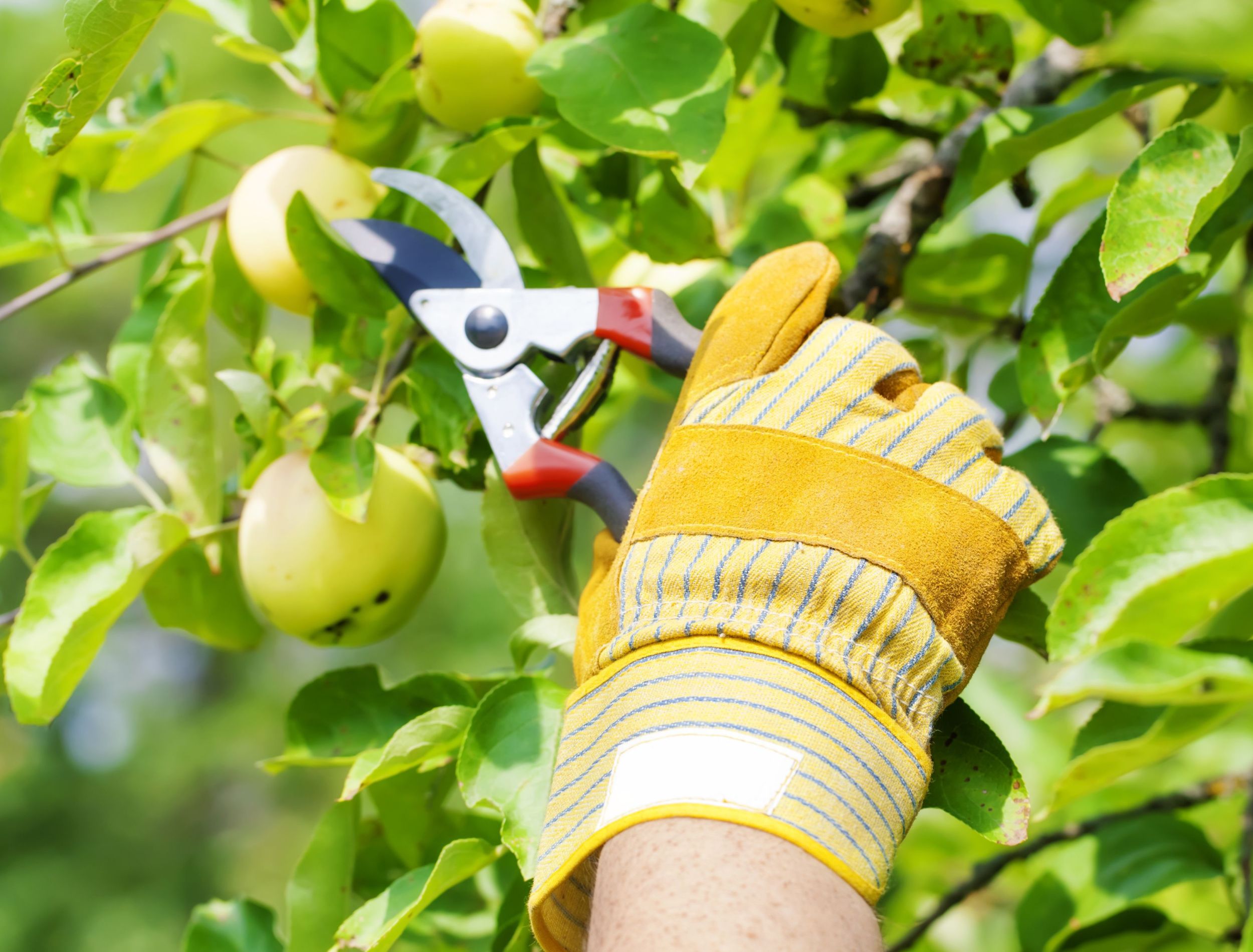 The Best Time to Prune Your Apple Tree