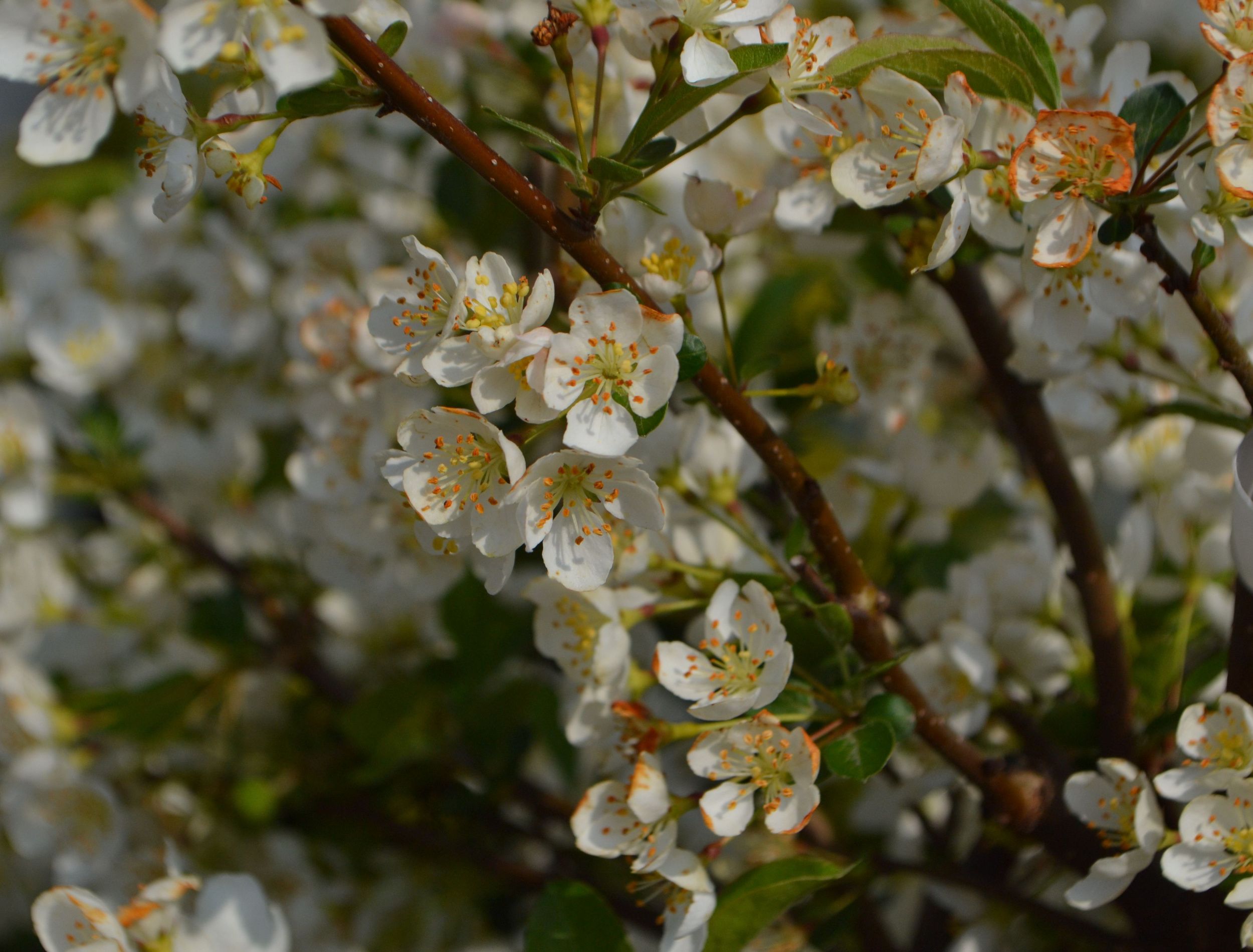6 Stunning Crabapple Trees for Your Landscape