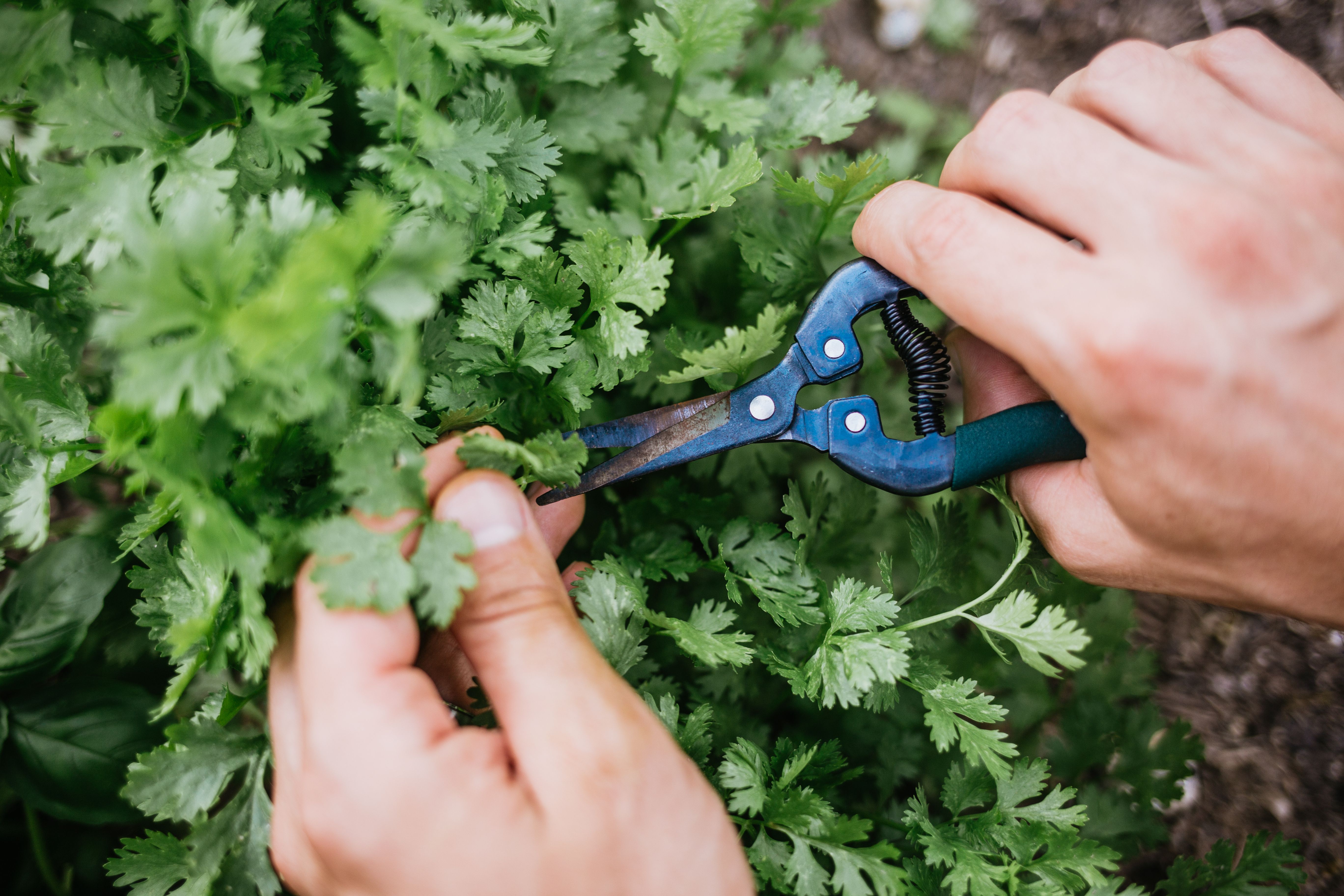 How to Properly Prune Cilantro