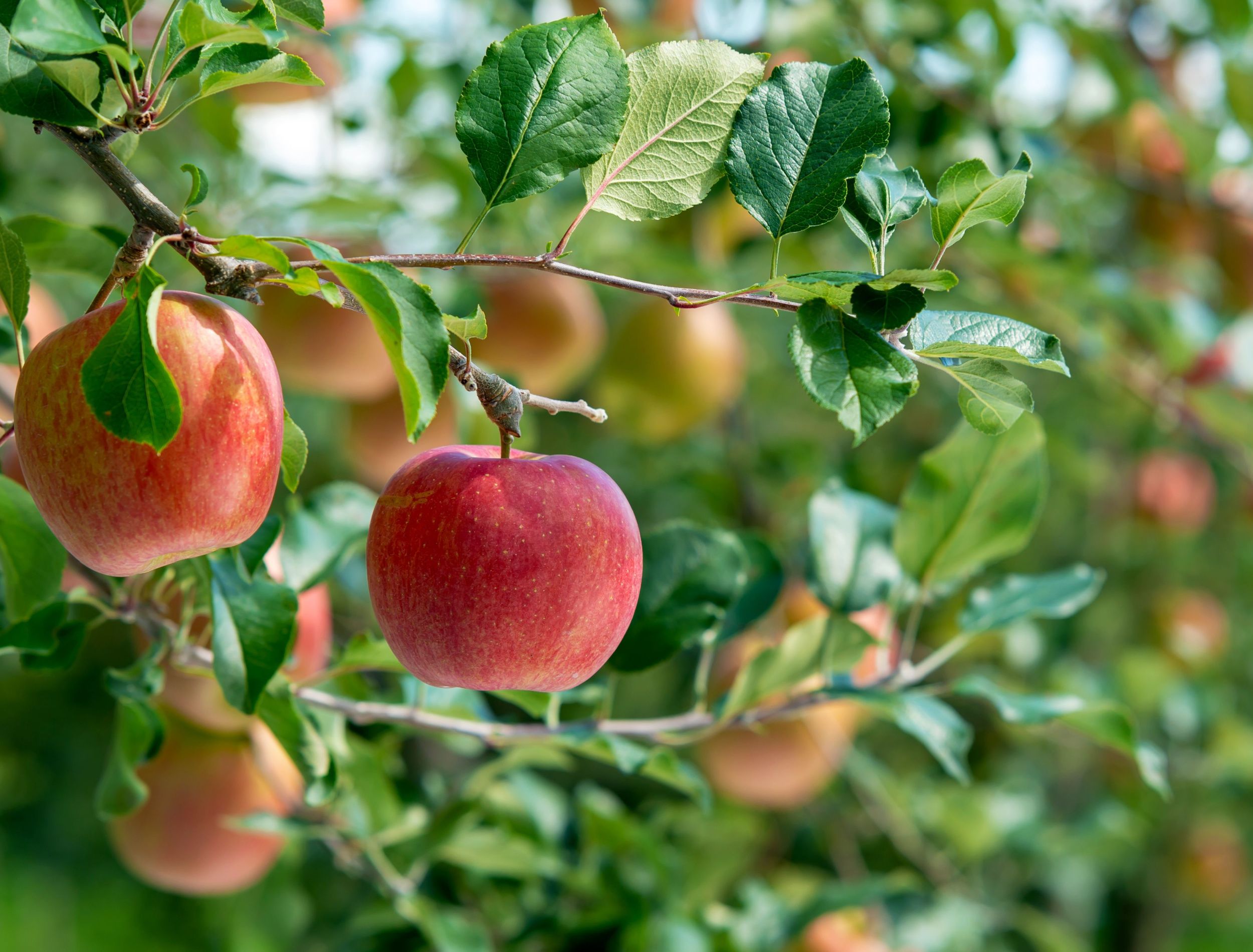 The Best Time to Prune Your Apple Tree