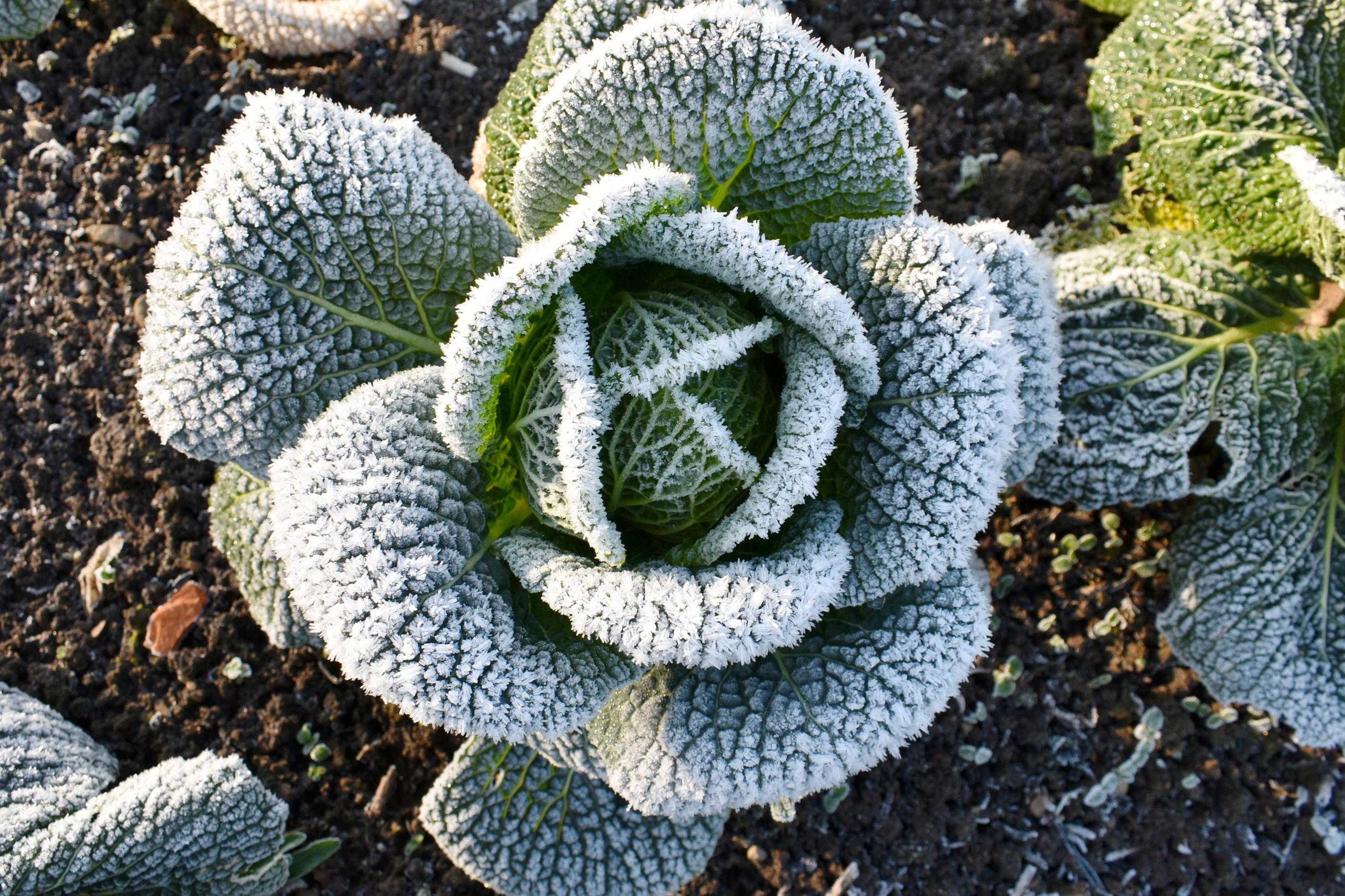7 Garden Vegetables That Are Sweetened by Frosty Temperatures