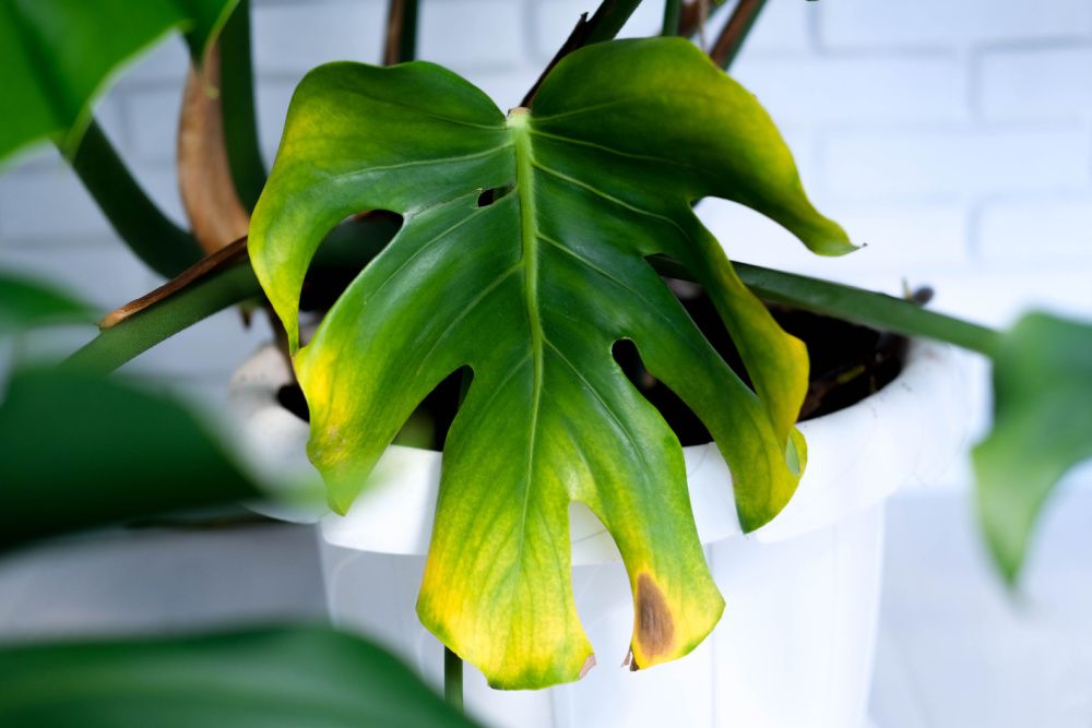 6 Reasons Your Monstera Leaves Are Turning Yellow