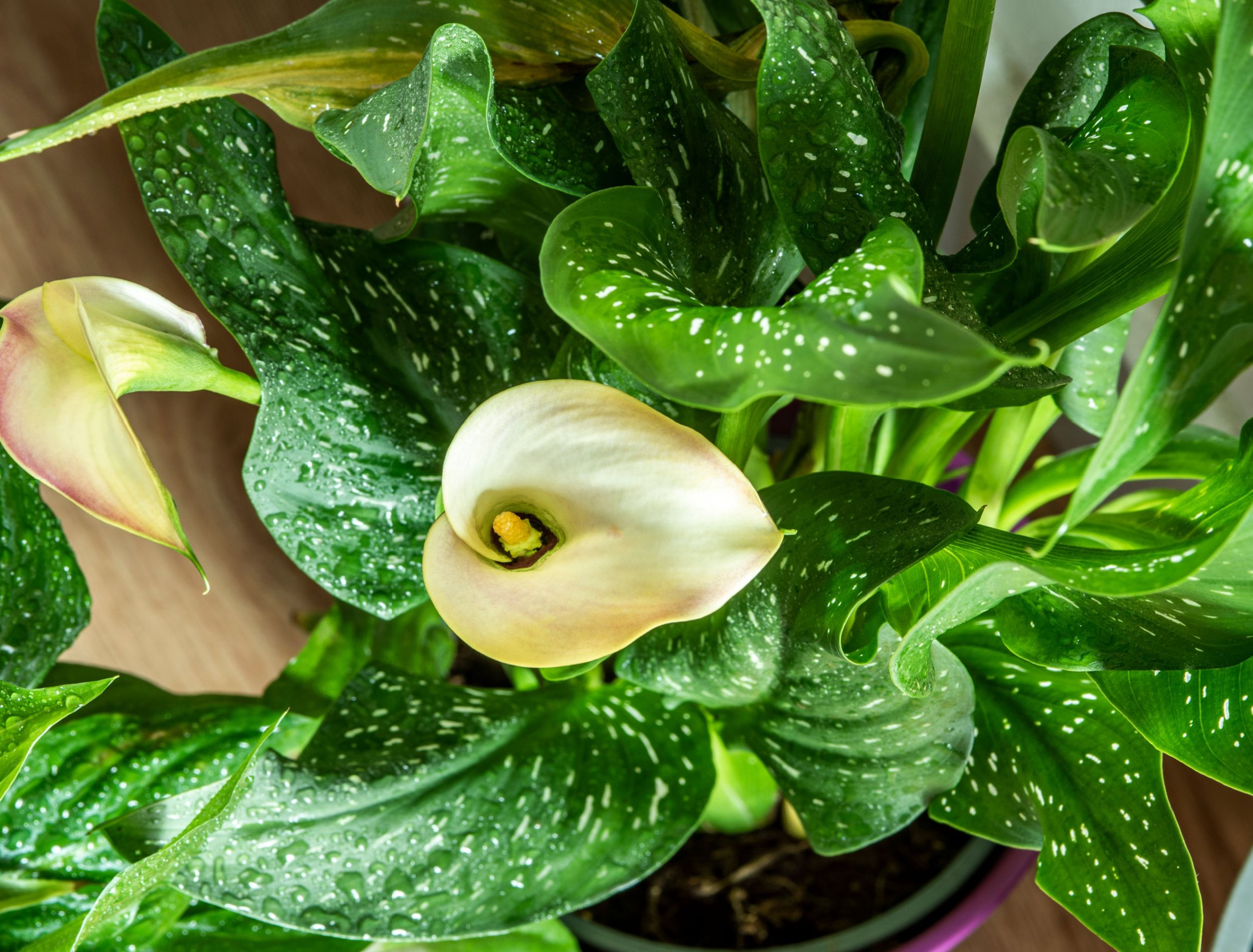8 Tips For Fertilizing Your Indoor Calla Lily