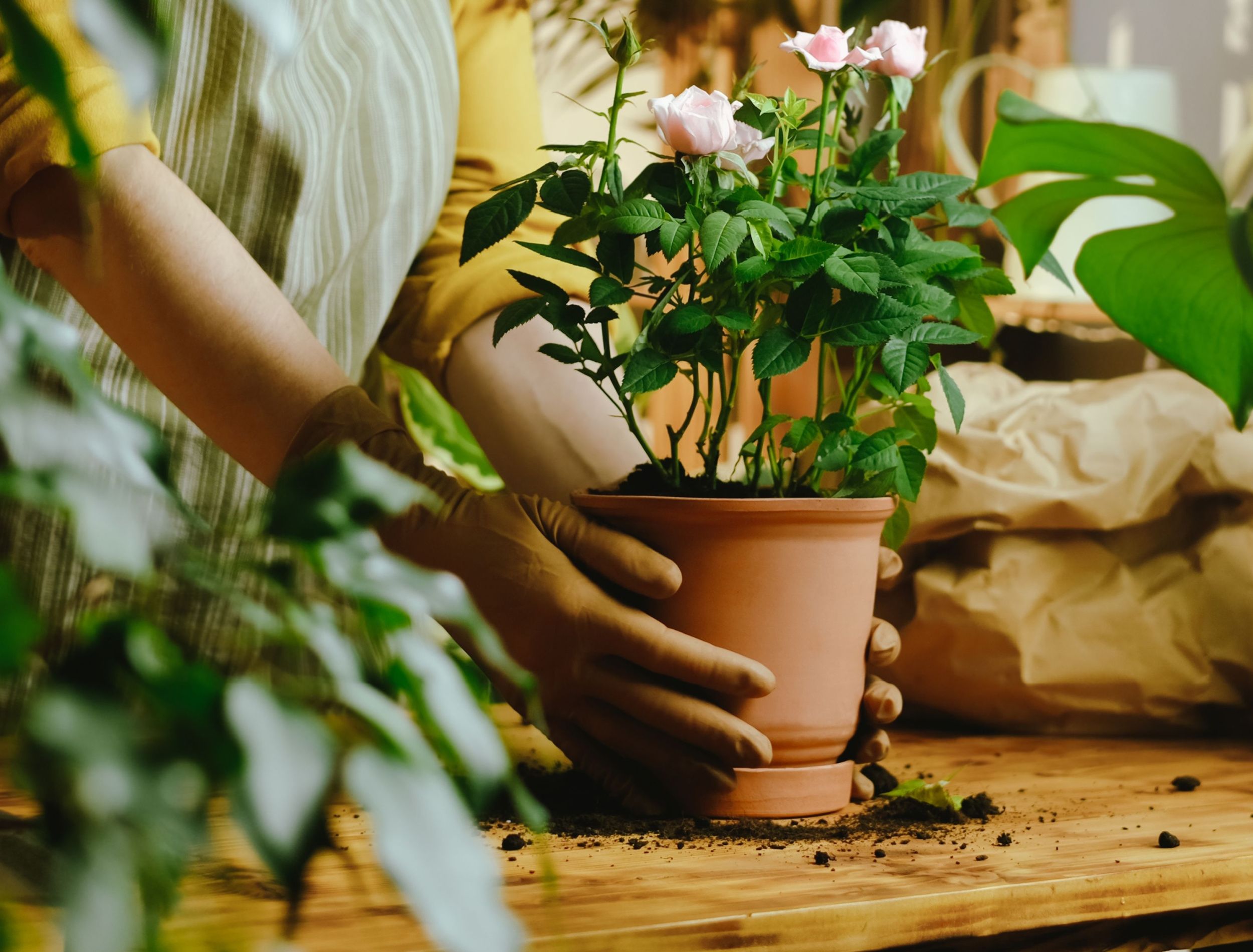 7 Tips For Caring For Potted Roses