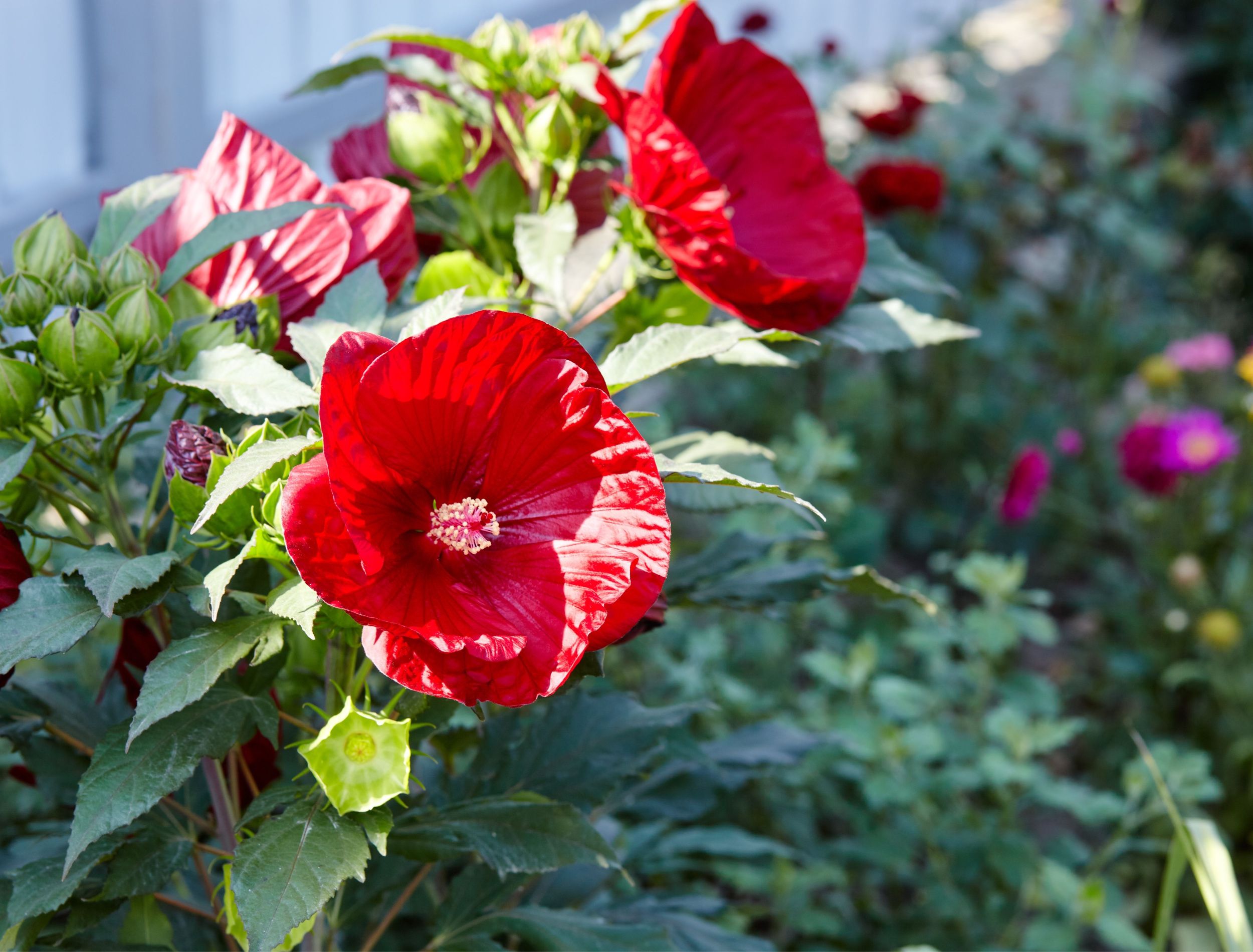 5 Cold-Hardy Hibiscus Varieties For Your Garden