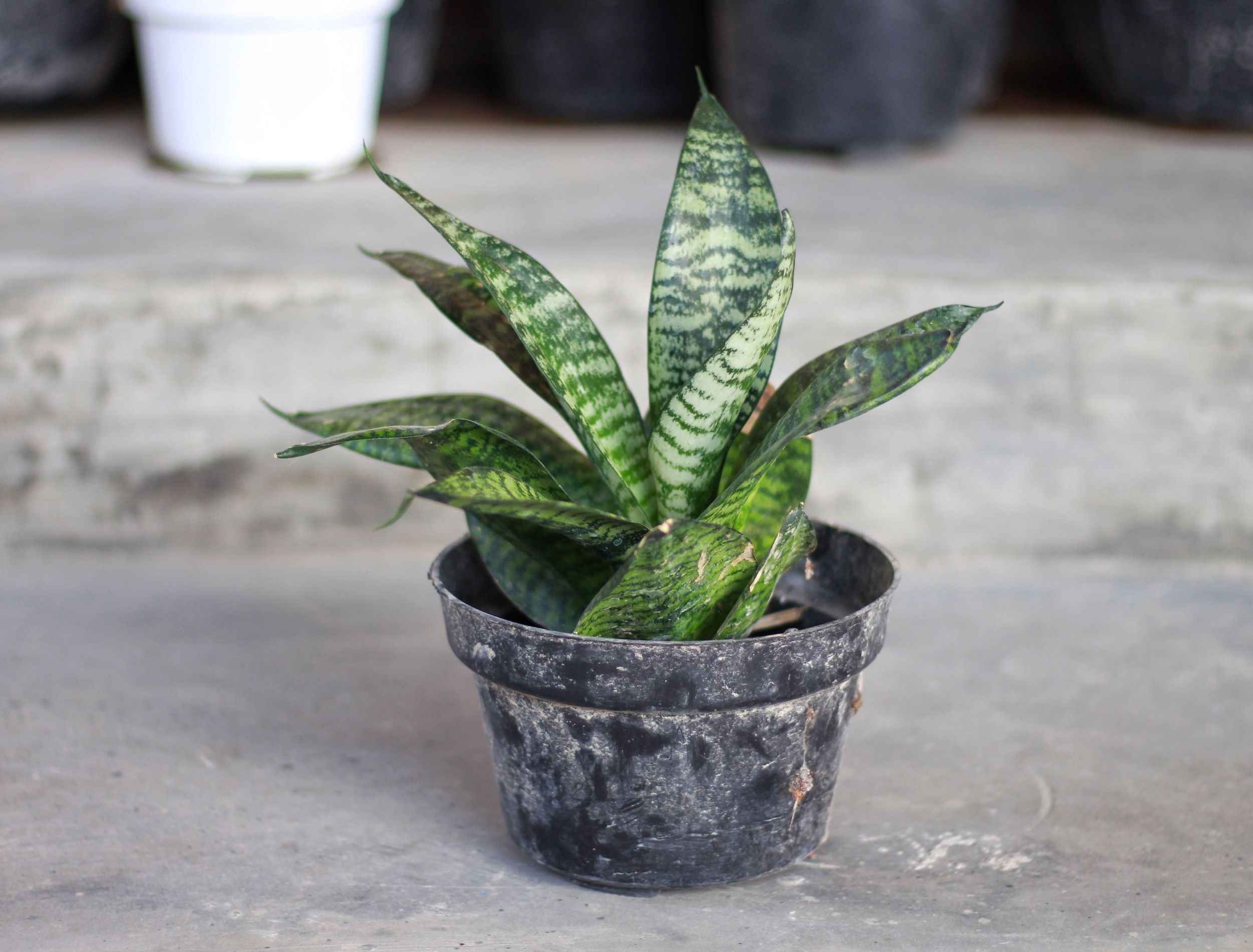 5 Types of Snake Plants To Grow in Your Home