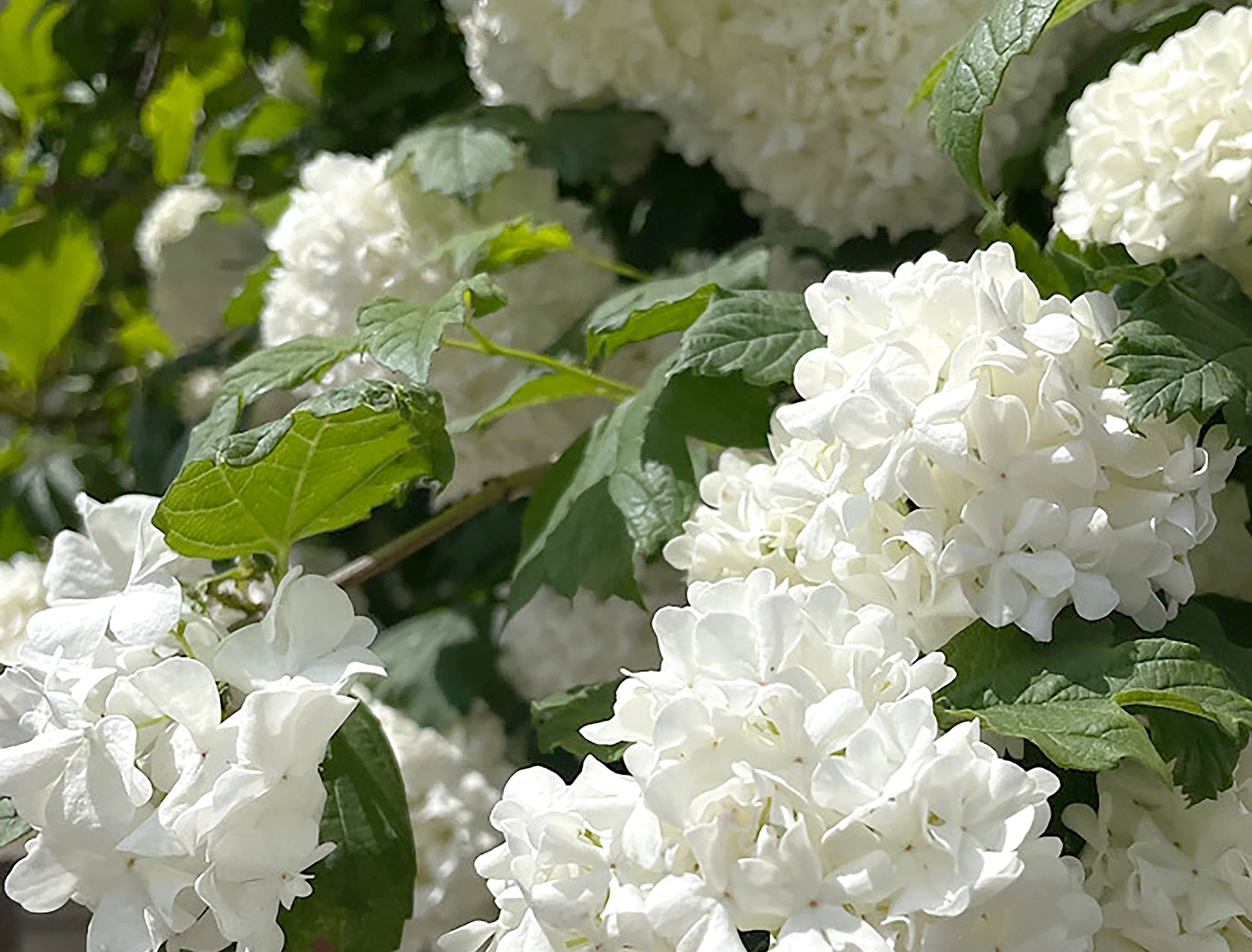 7 Hydrangea Varieties That Bloom in Fall