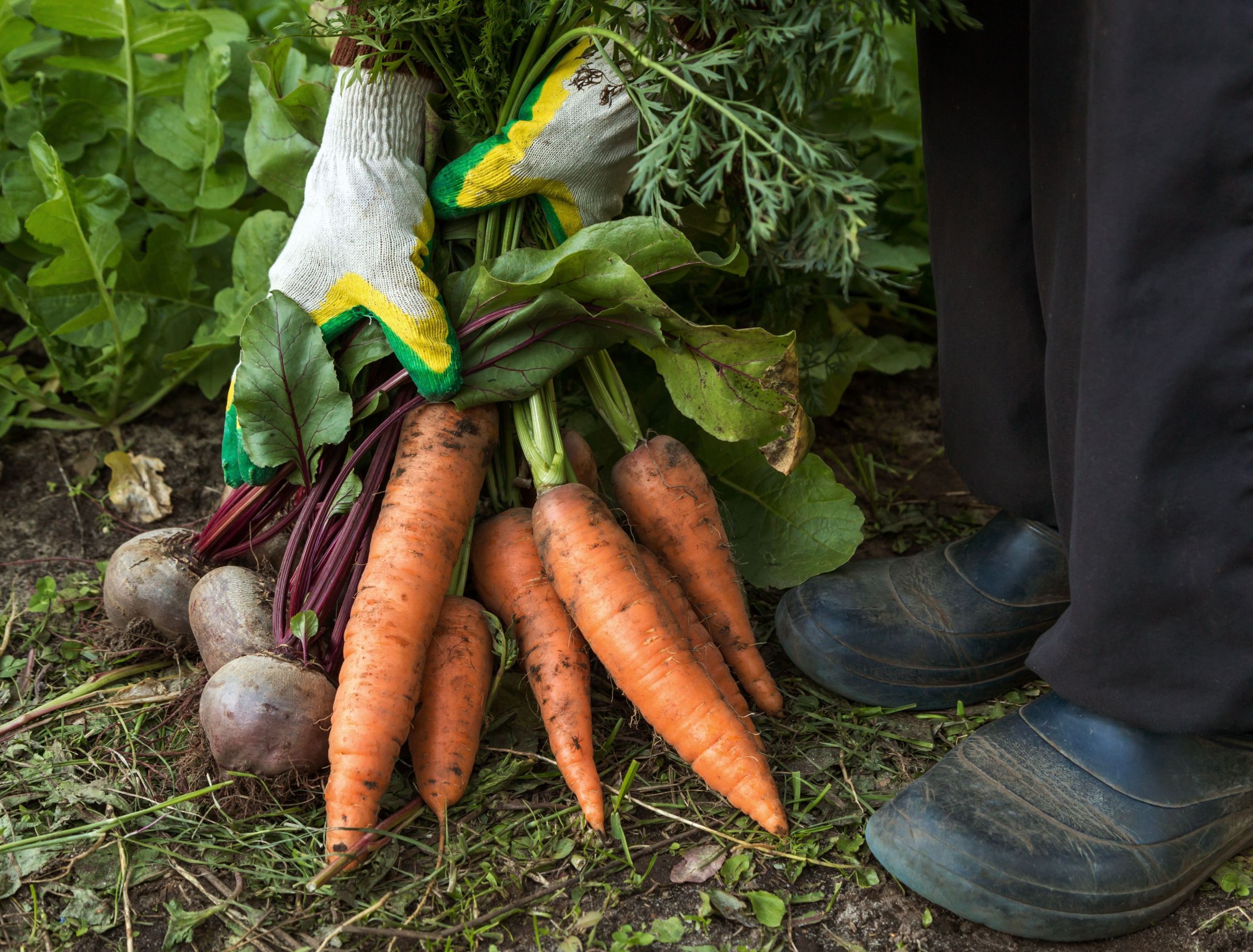 Why Cold Temps Make Root Vegetables Sweeter