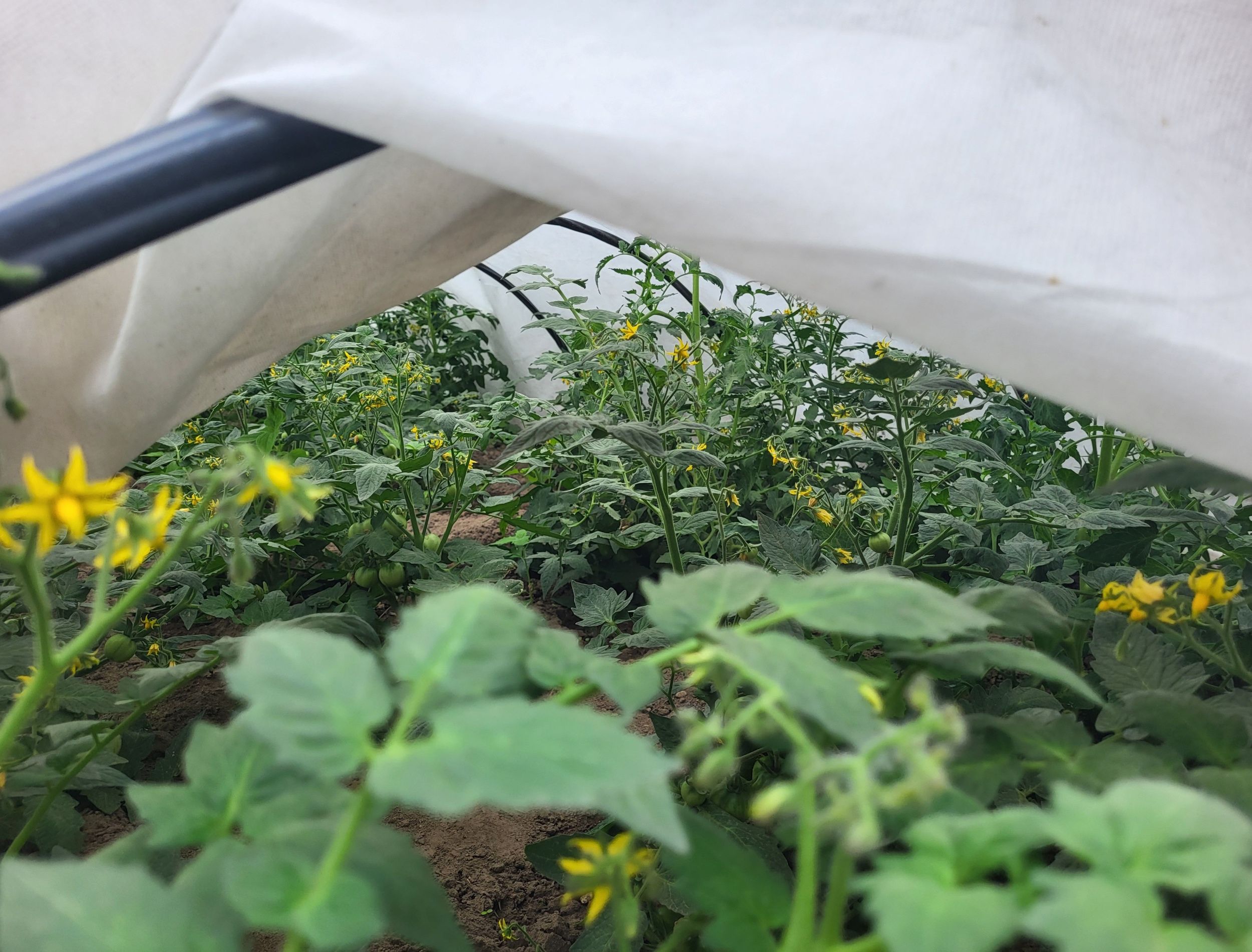 5 Ways to Protect Your Tomato Plants from the Cold