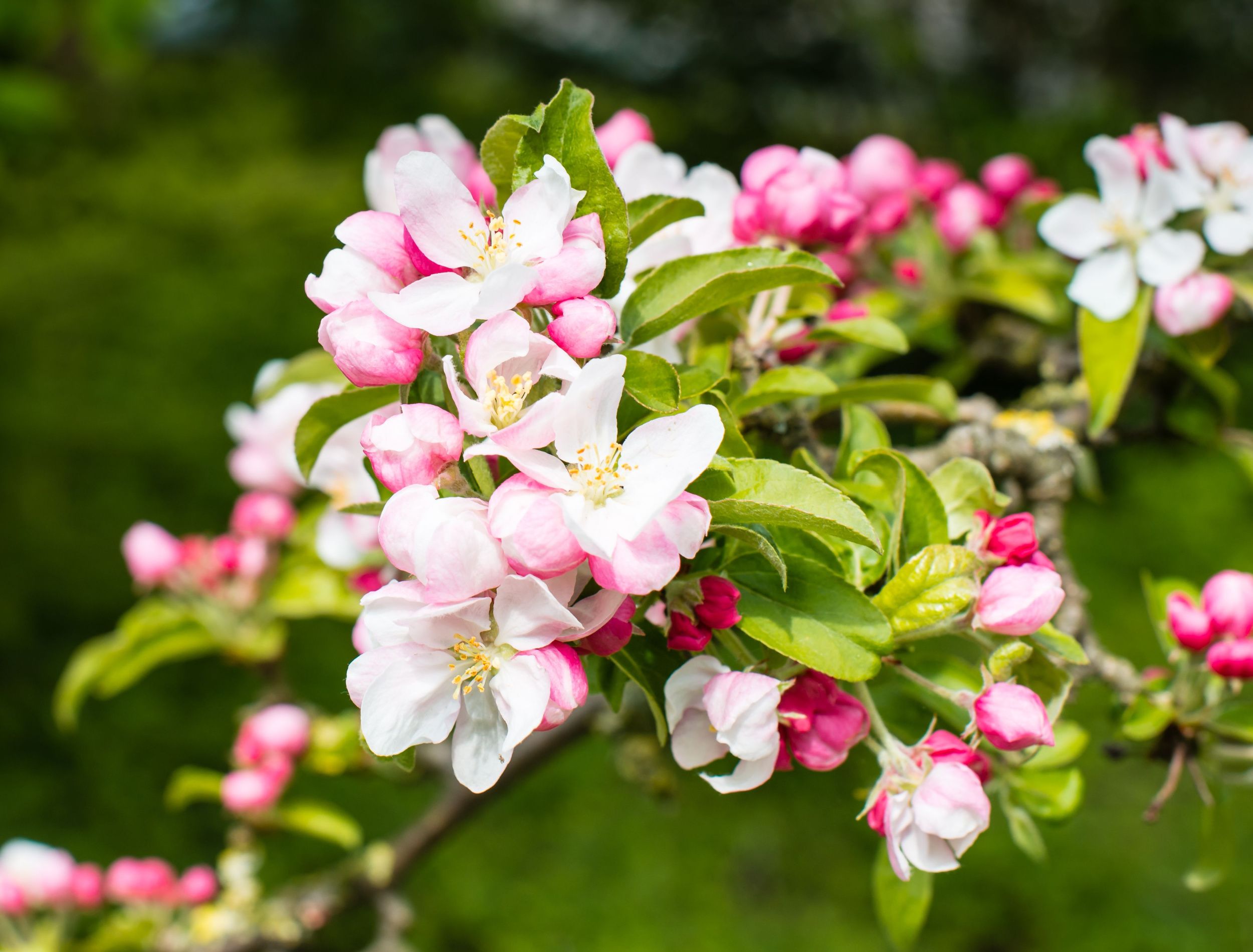 6 Stunning Crabapple Trees for Your Landscape