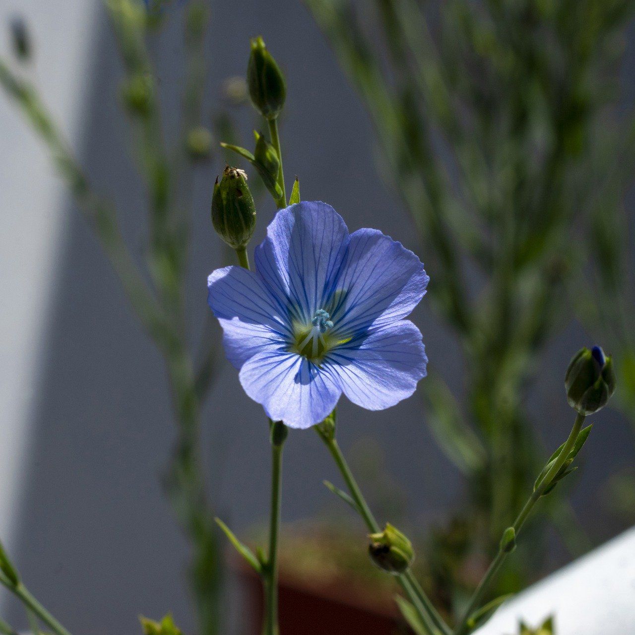 5 Seeds That Won't Germinate Without Cold Stratification