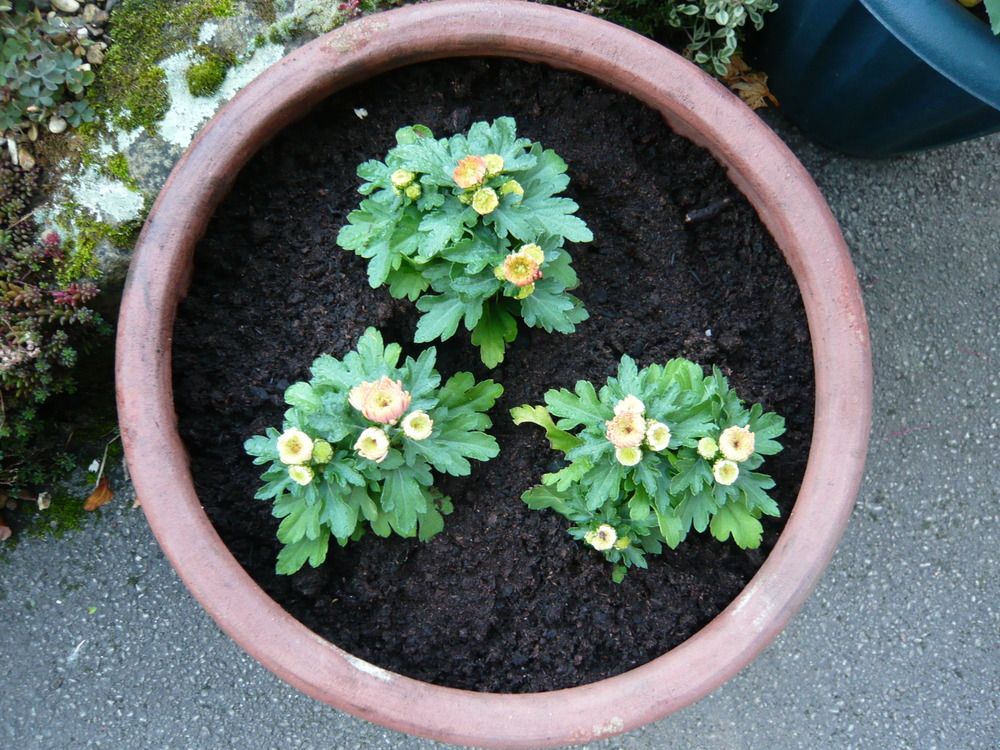 How to Prune Potted Mums