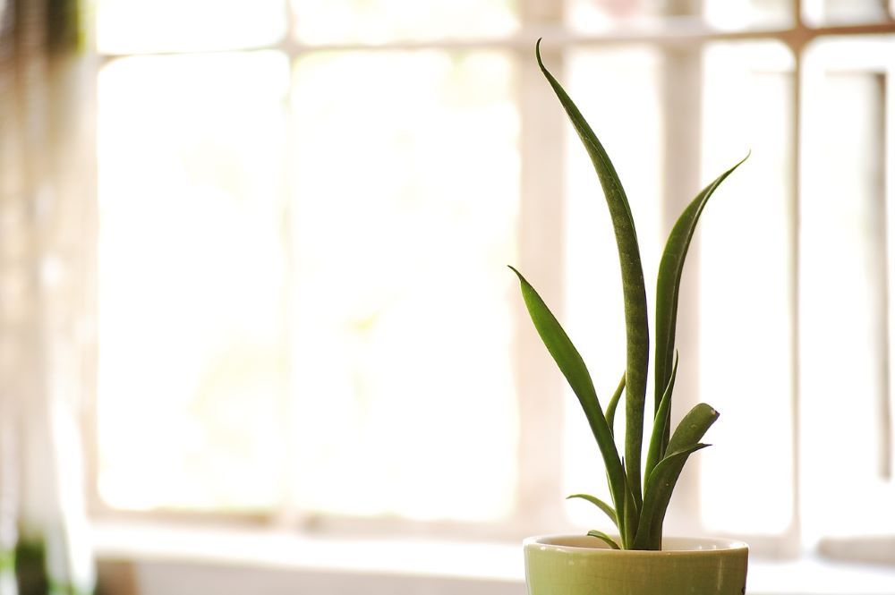 How to Get Your Snake Plant to Bloom