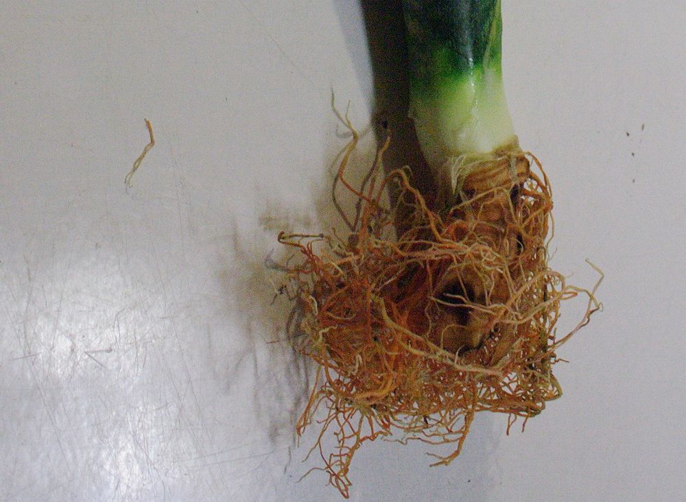 How to Divide Snake Plants