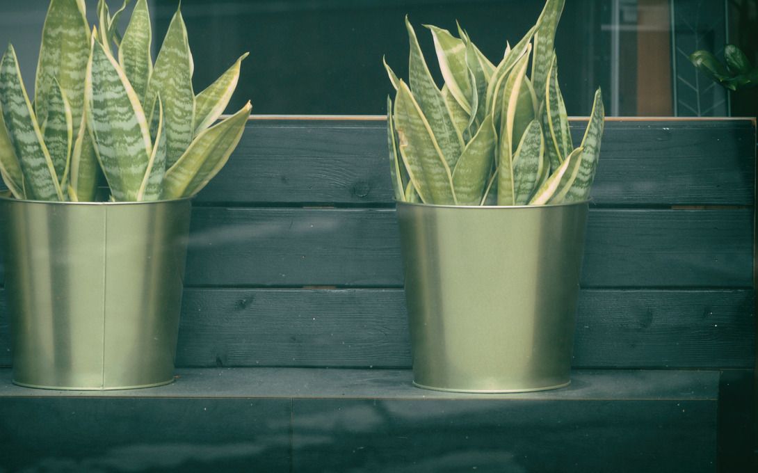 How To Fertilize Your Snake Plant