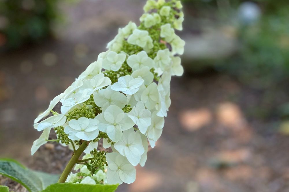 7 Stunning White Hydrangeas For Your Garden