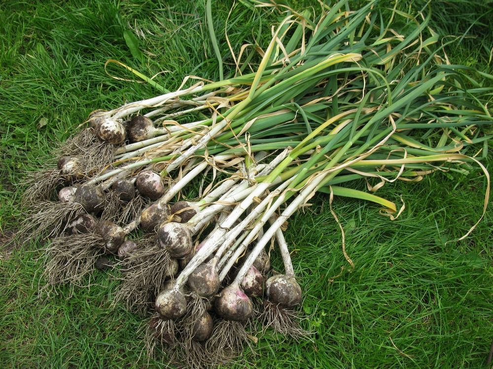 Common Types of Garlic You Can Grow at Home