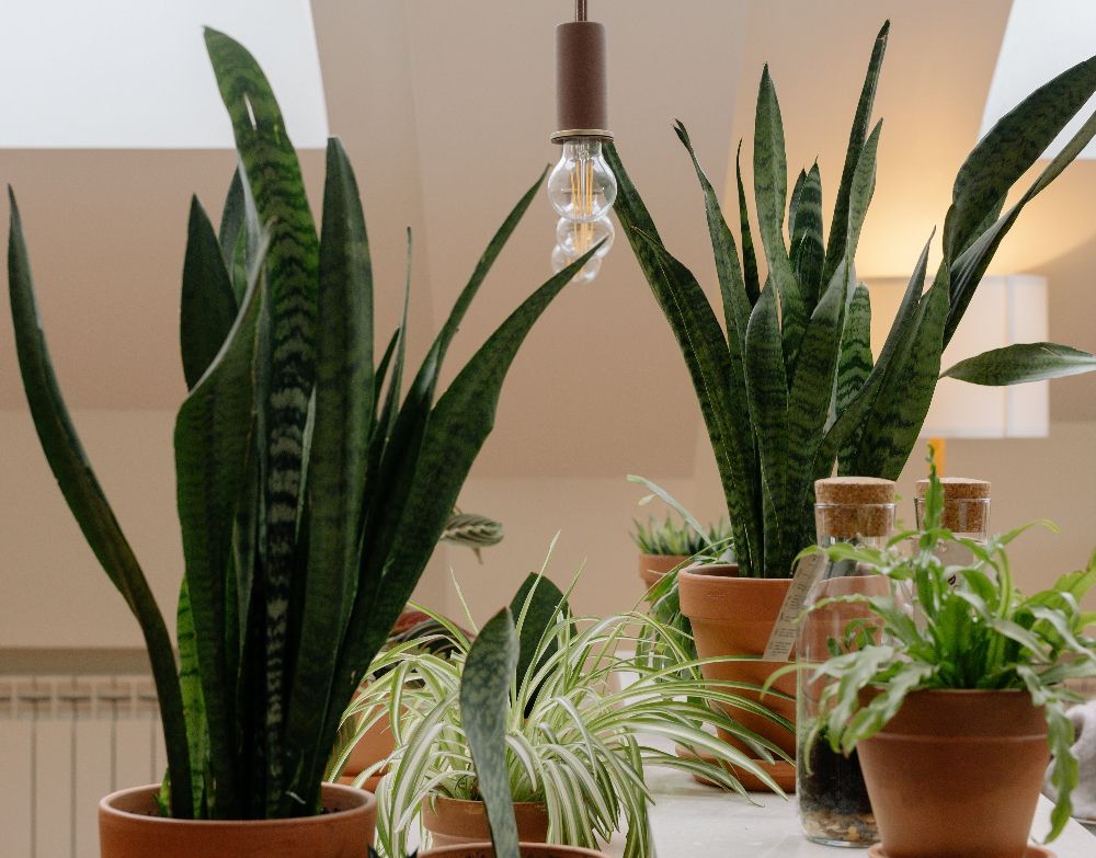 How to Divide Snake Plants