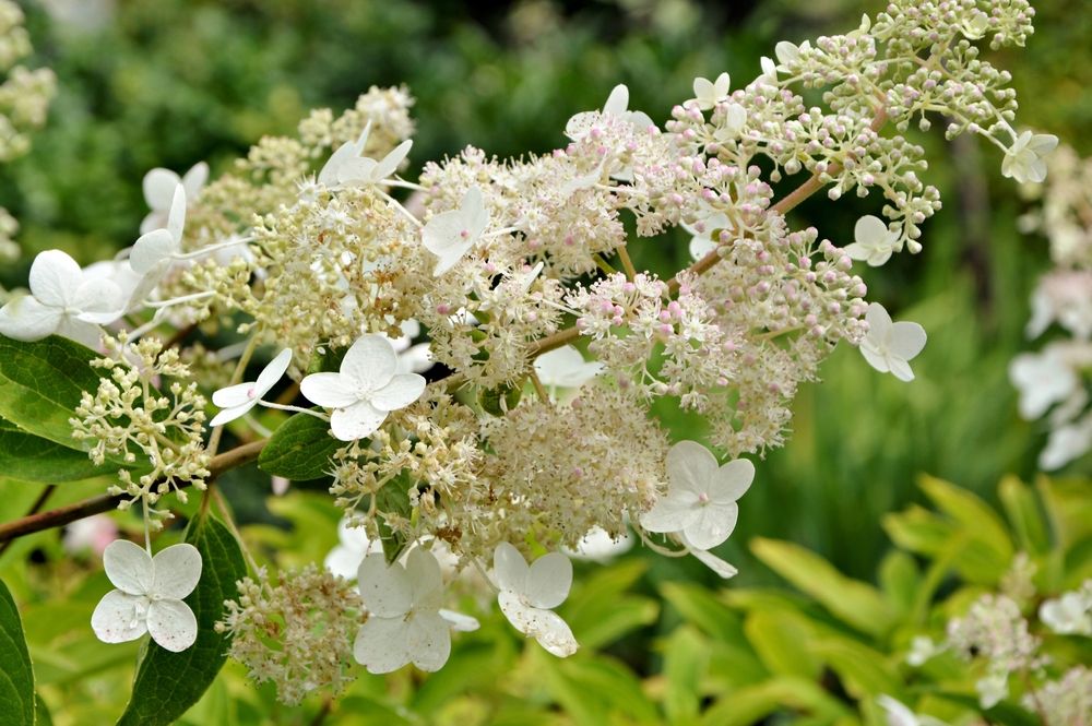 7 Stunning White Hydrangeas For Your Garden