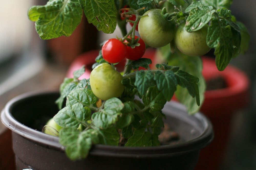 8 Best Tomato Varieties to Grow Indoors