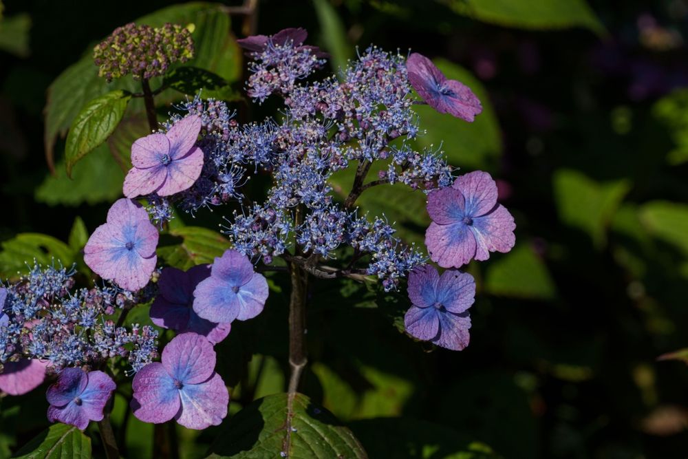 7 Hydrangea Varieties That Bloom in Fall
