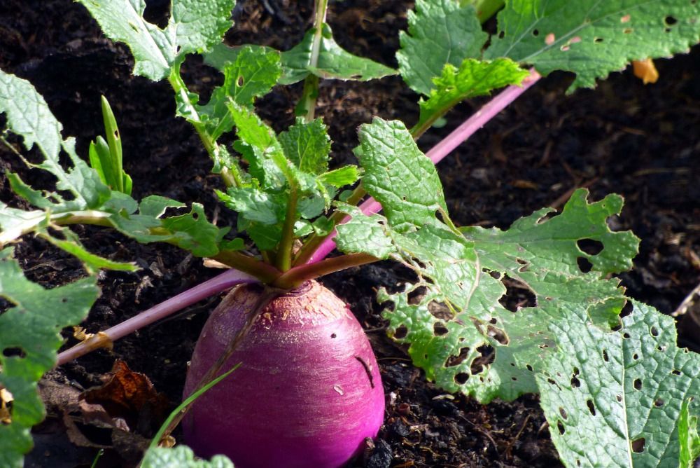 7 Garden Vegetables That Are Sweetened by Frosty Temperatures