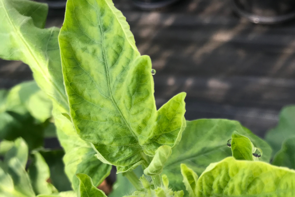 3 Reasons Your Tomato Plant Leaves Are Turning Yellow