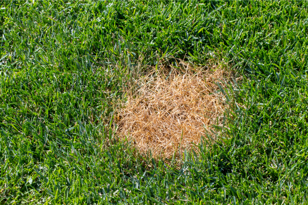 3 Ways to Treat Lawn Rust
