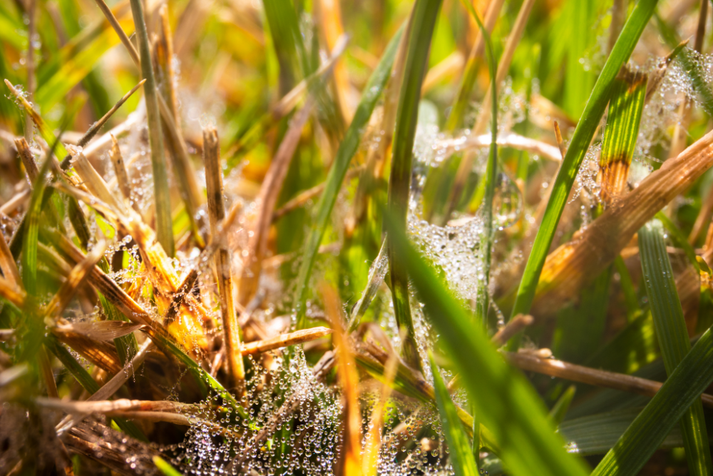 3 Ways to Treat Lawn Rust