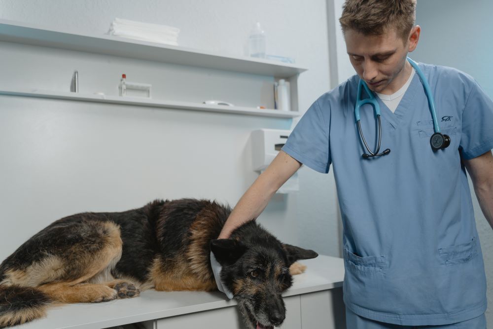 Are Orchids Toxic To Your Pets?