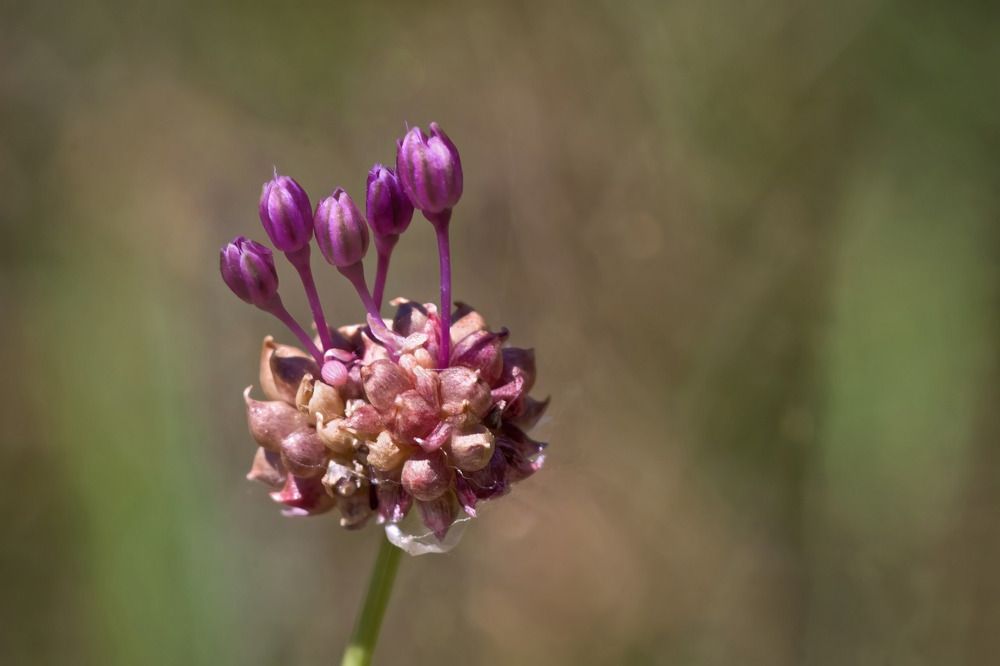 4 Best Winter Onions to Grow
