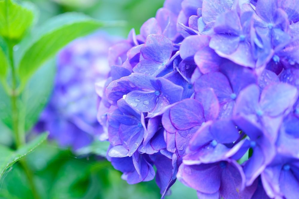 How to Grow Hydrangeas in Pots