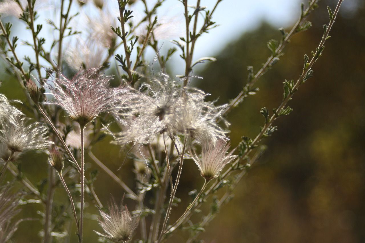 5 Seeds That Won't Germinate Without Cold Stratification