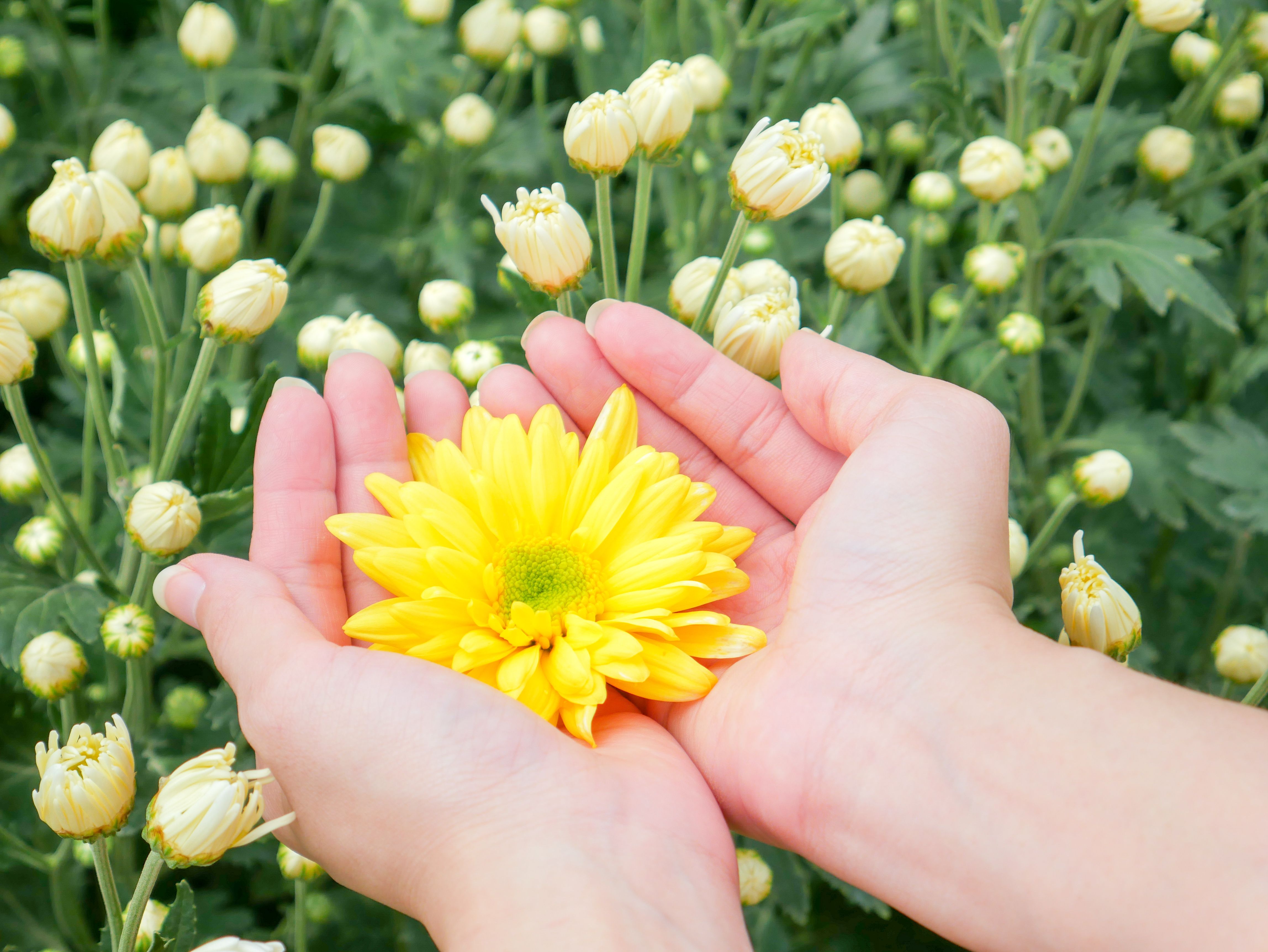How Long Do Mums Bloom?