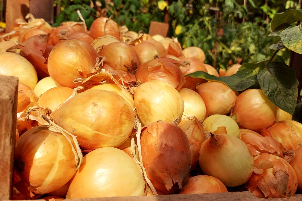 4 Best Winter Onions to Grow