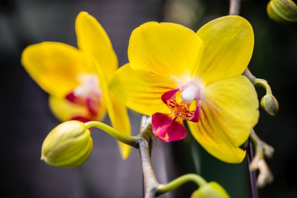 7 Orchid Flower Colors To Brighten Your Home