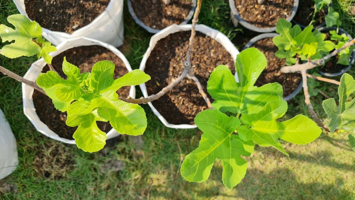 5 Tips For Growing a Fig Tree in a Pot