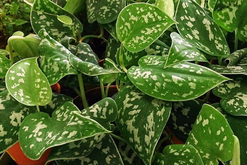 Satin Pothos Care Guide: 6 Top Tips For Caring For Your Pothos Plant