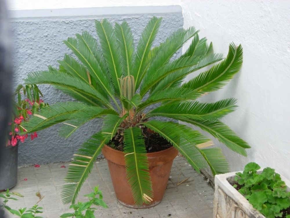 Sago Palm: Grow and Care For Your Feathery Houseplant