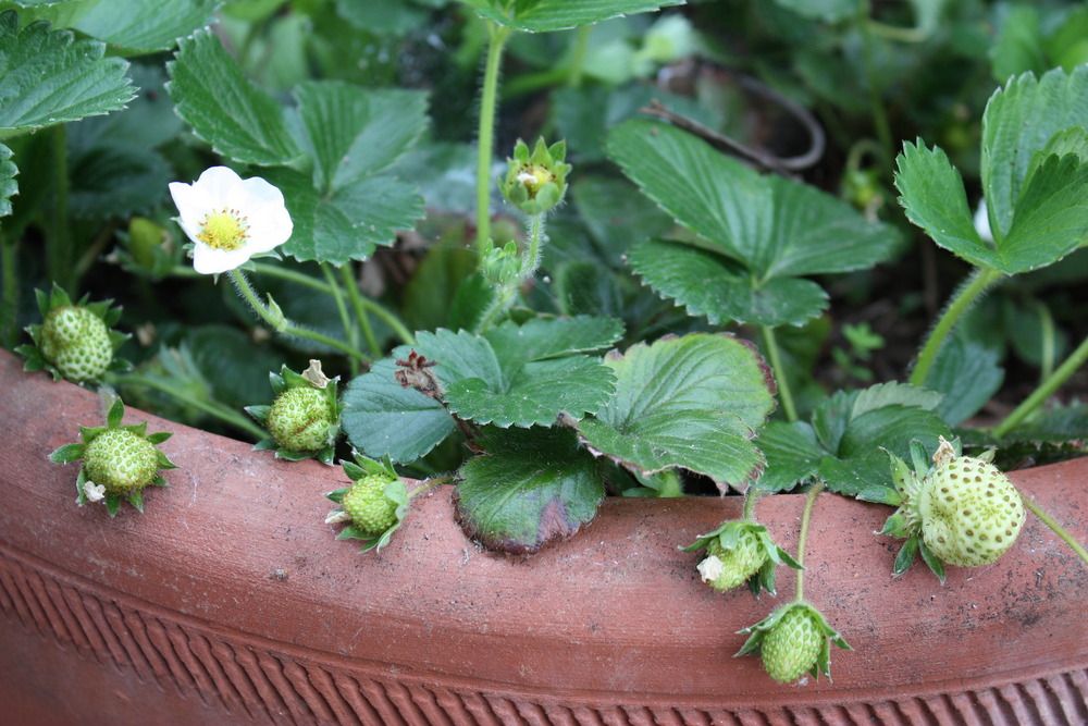 Grow Strawberries Indoors With These Top Tips